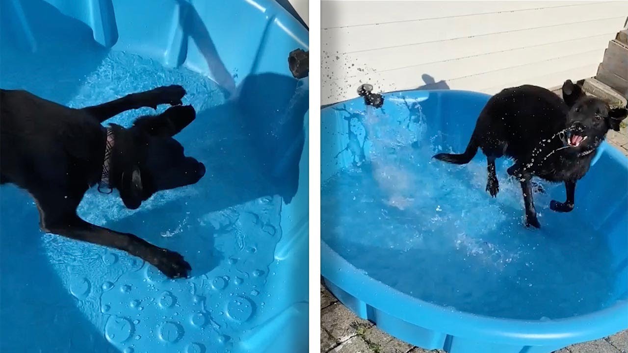 DOG LOVES HIS NEW POOL (Pup Has Adorable Reaction) - YouTube
