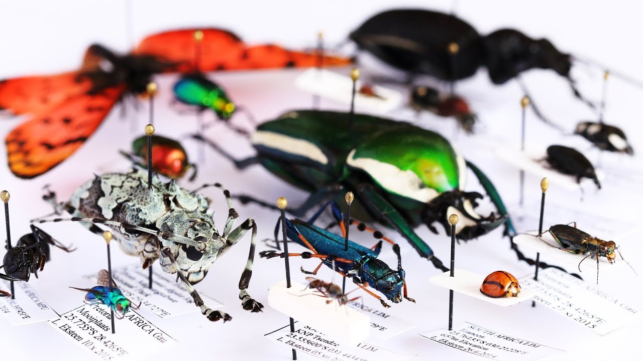 Insect Collections: Why? - YouTube