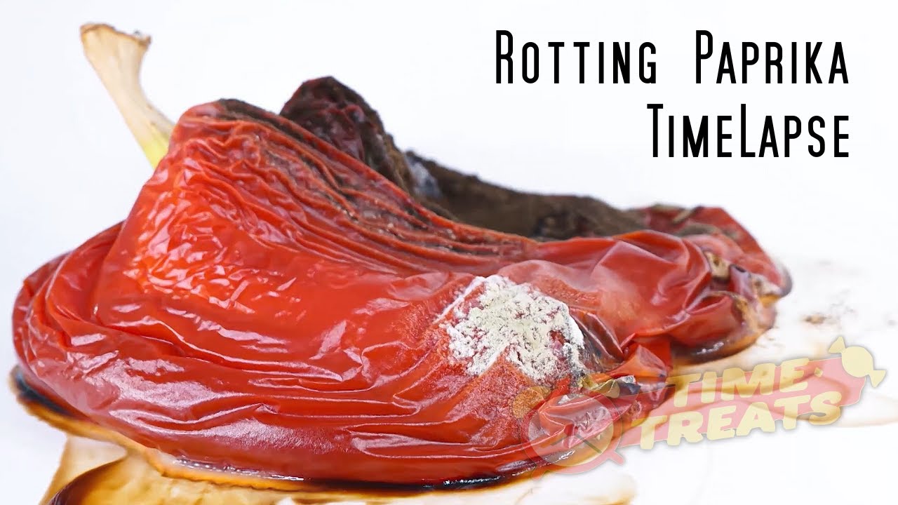 Rotting Paprika Time Lapse - Vegetable Decomposition - YouTube