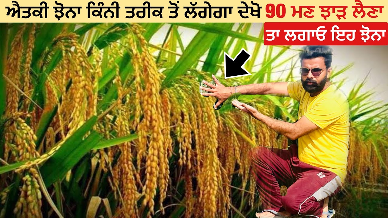 New High yield paddy varieties 2023 | 90 ਮਣ ਝਾੜ ਲੈਣਾ ਤਾ ਲਾਓ ਝੋਨੇ ਦੀਆ ਇਹ ...