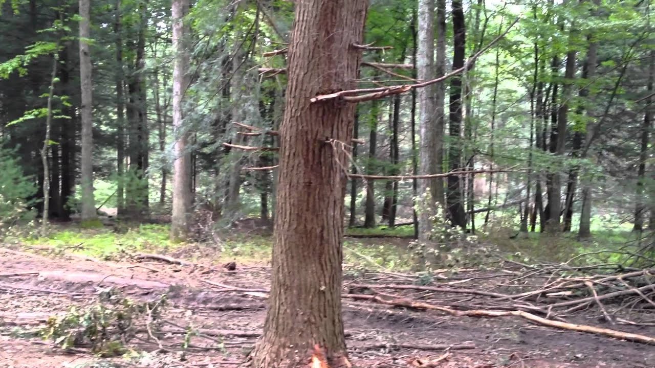 IBC Hemlock Logging 2 - YouTube