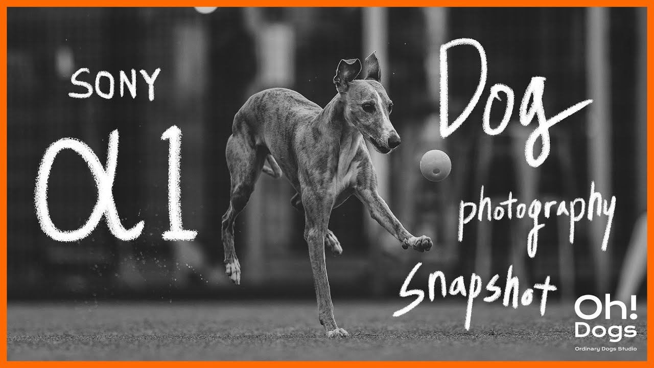 sony a1 creative look "SH" sample (dog photography) - YouTube