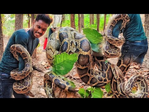 हाथों को तोड़ने में कोई कसर नहीं छोड़ा ये भरी भरकम साप। #rock #rockpython #vishalsnakesaver ...