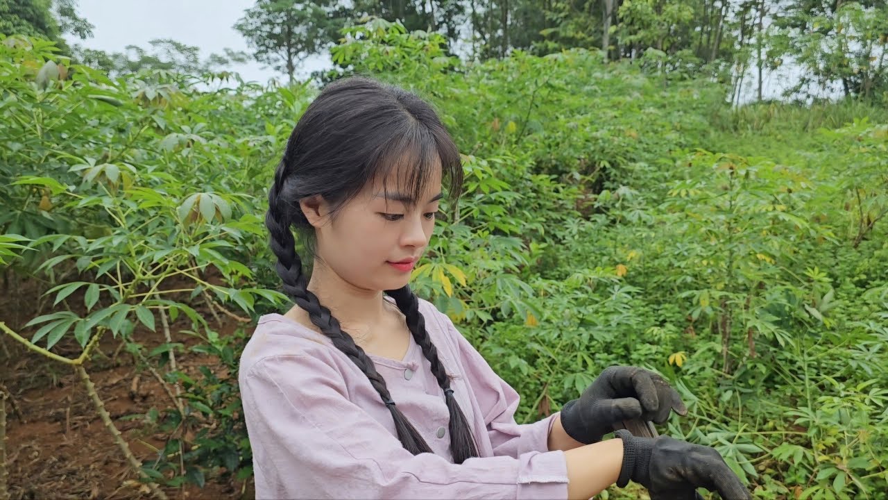 Growing sweet sugar cane, cooking galangal, dishes rich in mountain ...