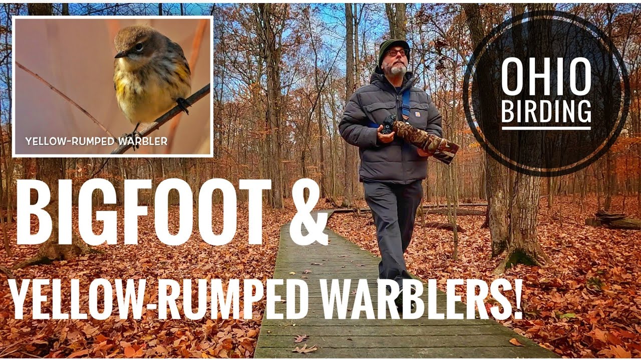 Bigfoot Sightings and Yellow-rumped Warblers! - YouTube