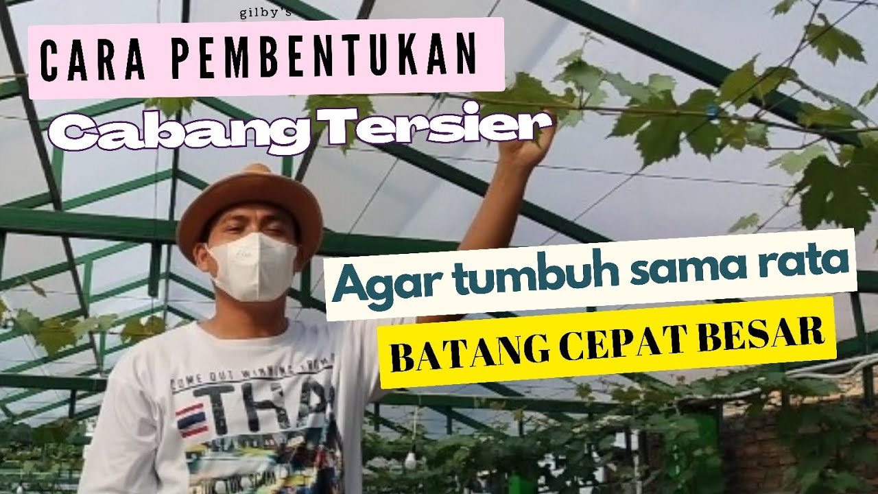 Cara Pembentukan Cabang Tersier AGAR TUMBUH SAMA RATA DAN CEPAT BESAR ...