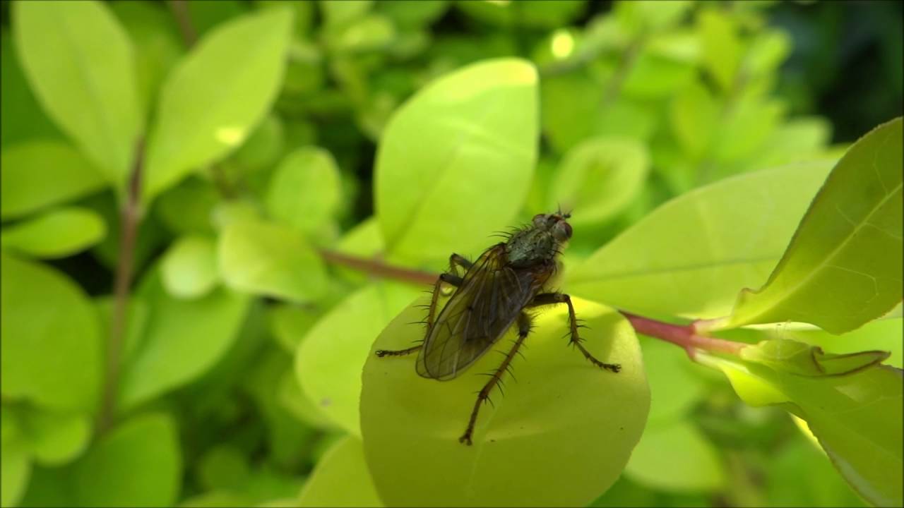 Strontvlieg (Scathophaga stercoraria) - 2016-05-28 - YouTube