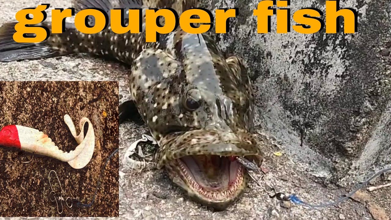 grouper fish# manglore fishing # ammuru Meen🐟🐟🐟 - YouTube