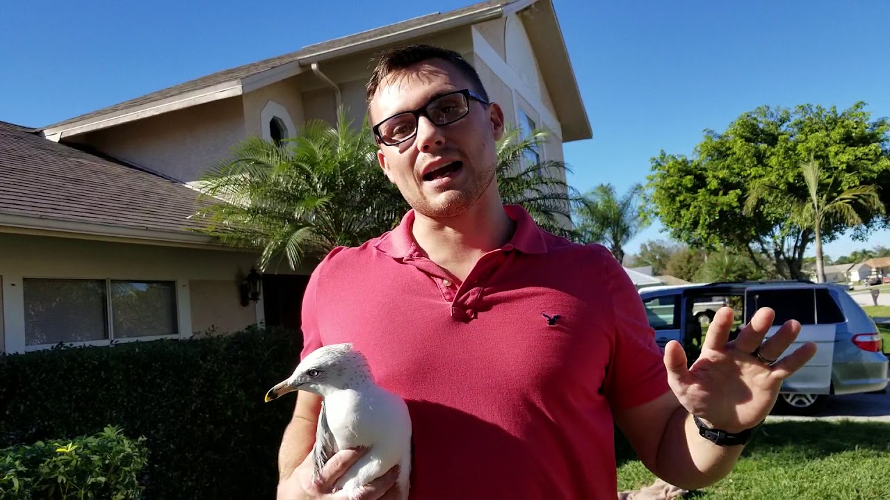 How hard can a Seagull bite? - YouTube