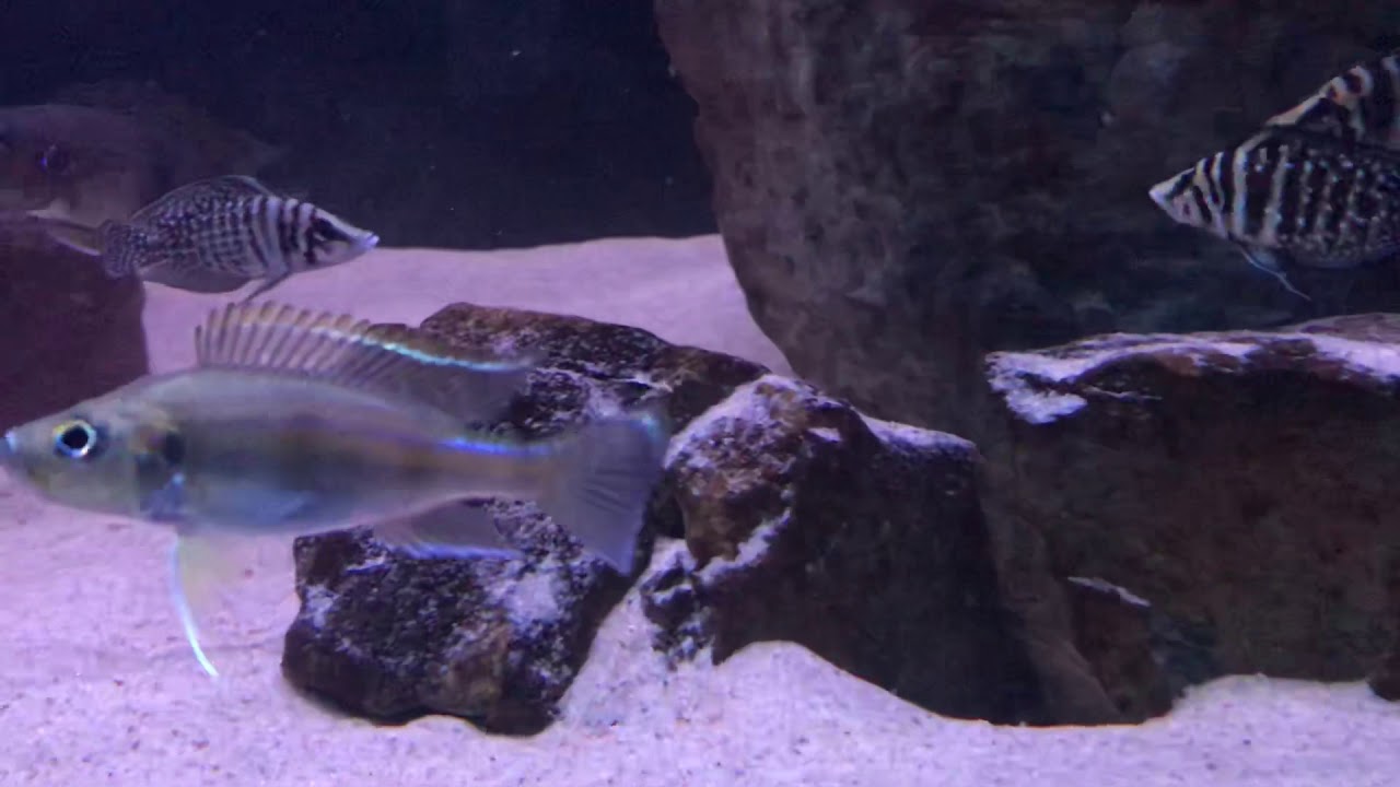 Nook’s Lake Tanganyika Tank - YouTube
