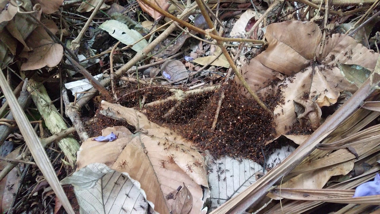 Bivouac of the army ant Eciton burchell foreli on Barro Colorado Island ...
