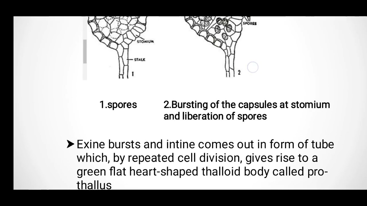 LIFE CYCLE OF NEPHROLEPIS #pteridophytes #plantdiversity - YouTube