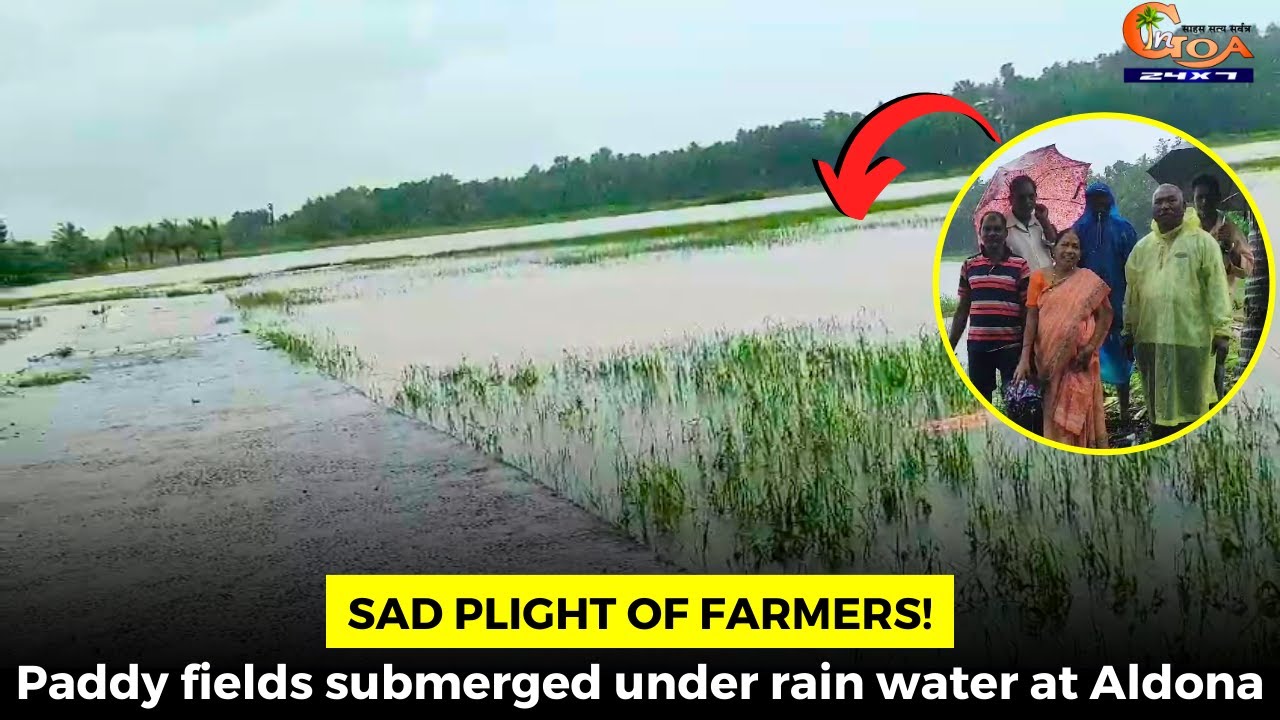 #SadPlight of farmers! Paddy fields submerged under rain water at ...