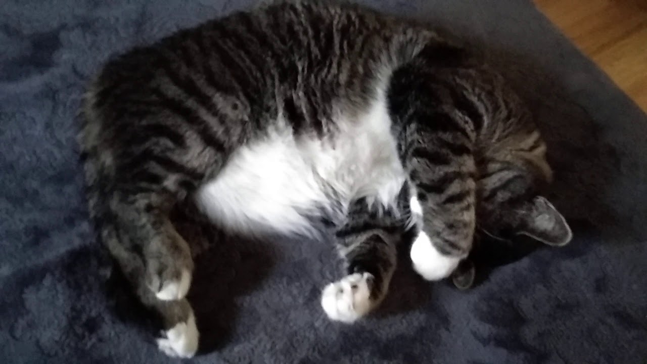My Cat is snoring and it’s strong. - YouTube