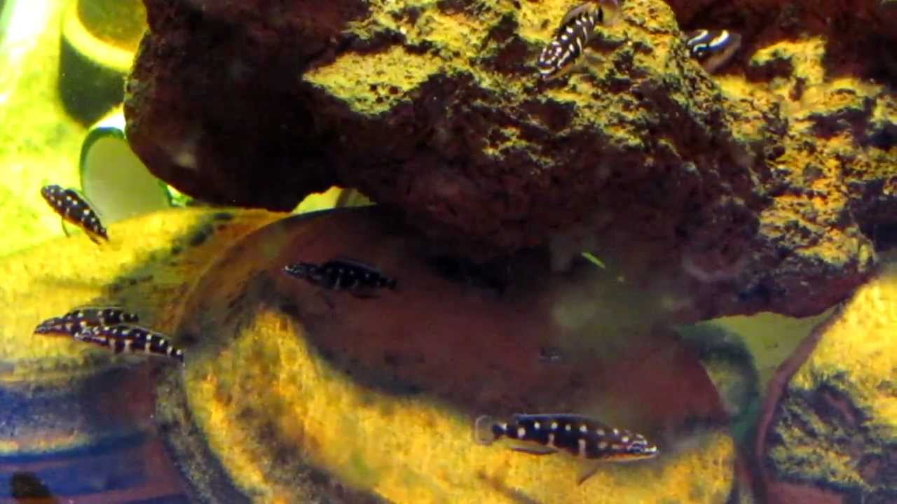 Julidochromis transcriptus "Kissi Bemba" (darker strain) - YouTube