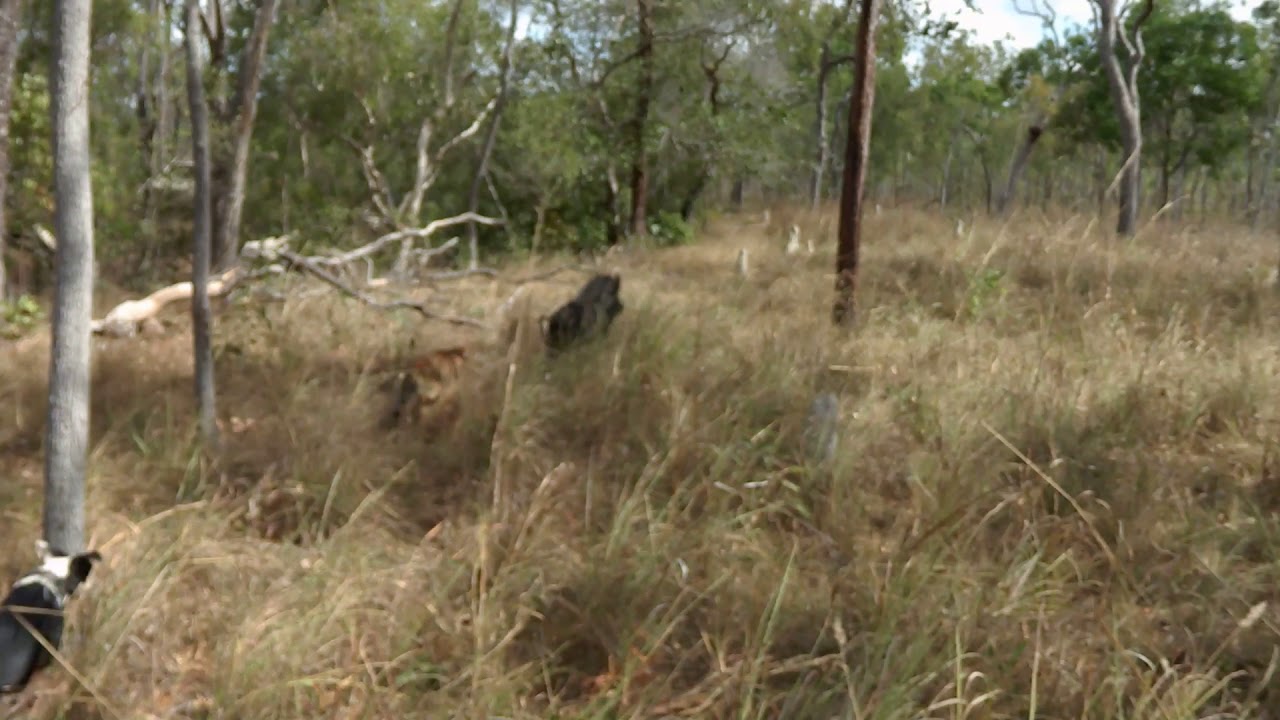 Boar charge - YouTube