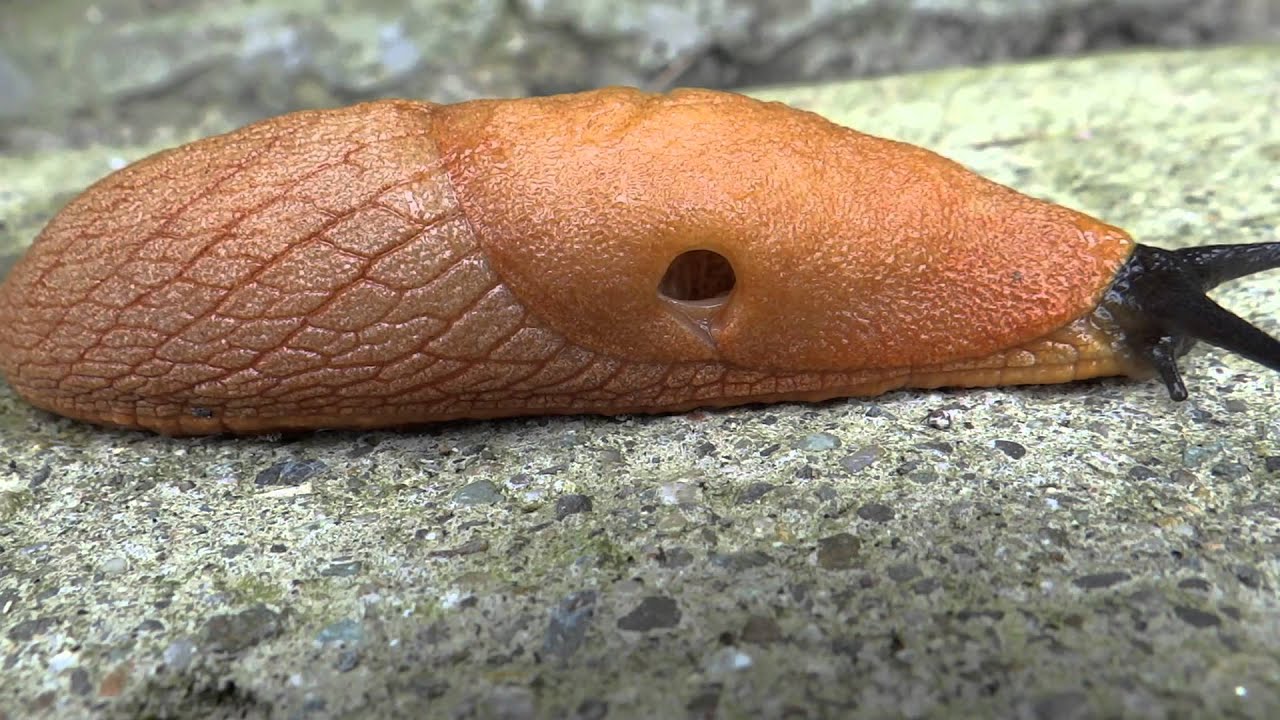 Leech/Indian Leech 2 - YouTube