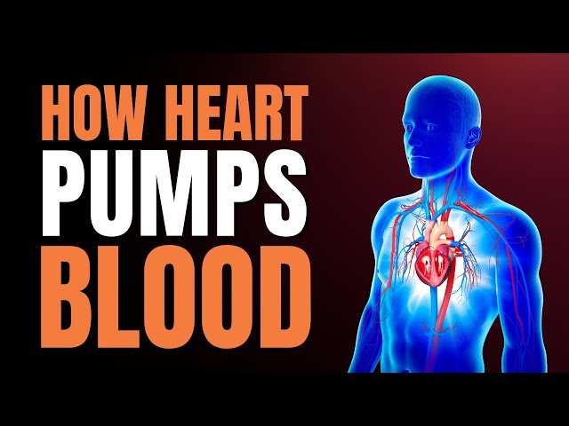 How The Human Heart Pumps