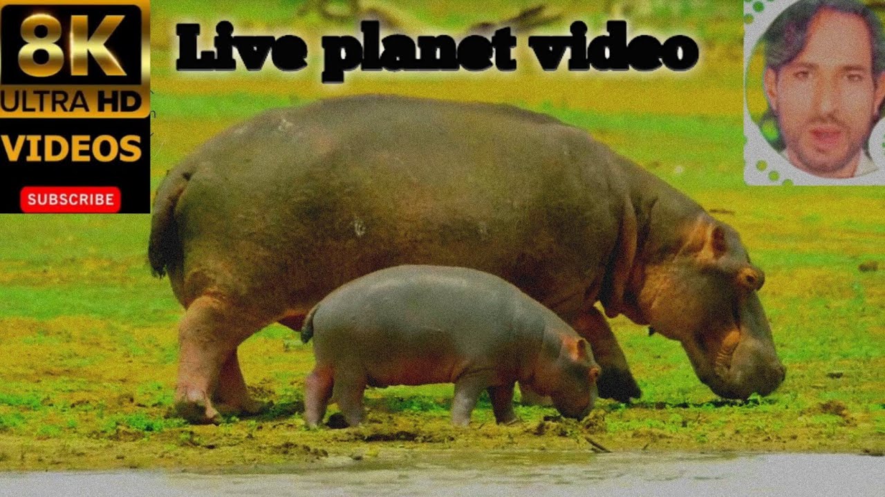 Top 10 Amazing Wild Animals 🦁🐘🦓 | Must-See Wildlife - YouTube