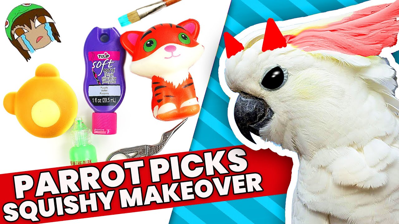 THE WORST CHOICES! My PARROT Picks My Squishy UnMakeover Supplies ...