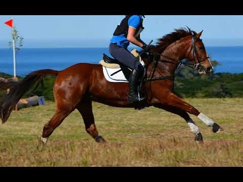 Horse Galloping Sound Effect - YouTube