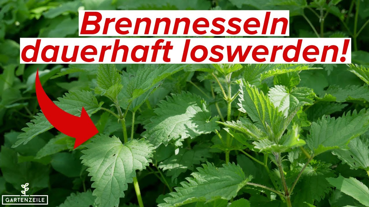Brennnesseln für immer loswerden? So bekämpfst du Brennnesseln richtig ...
