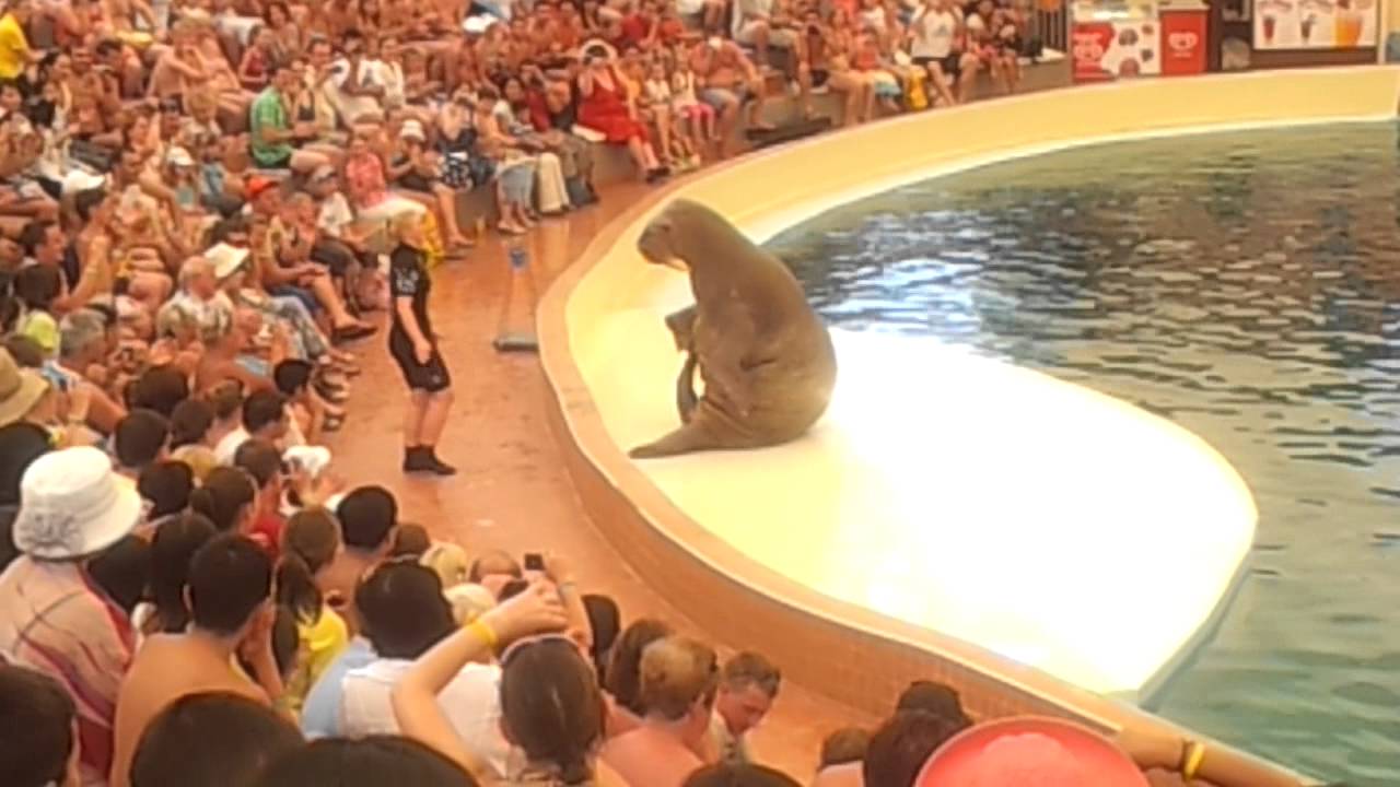 walrus dancing ,We Will Rock You , Queen - YouTube