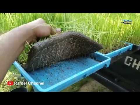 Cara mudah semai benih padi modern #RDC - YouTube