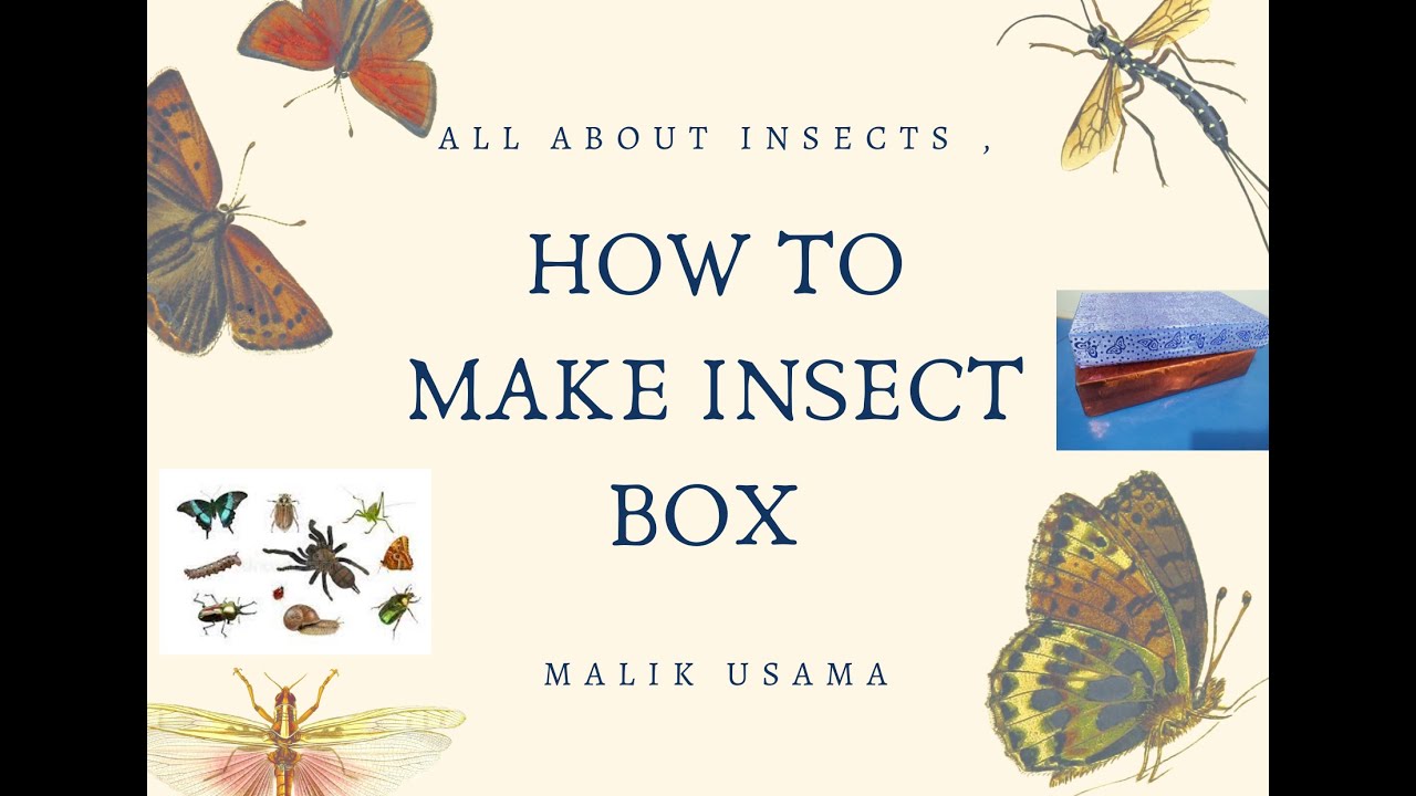 How To Make An Insect Box All about insects - YouTube
