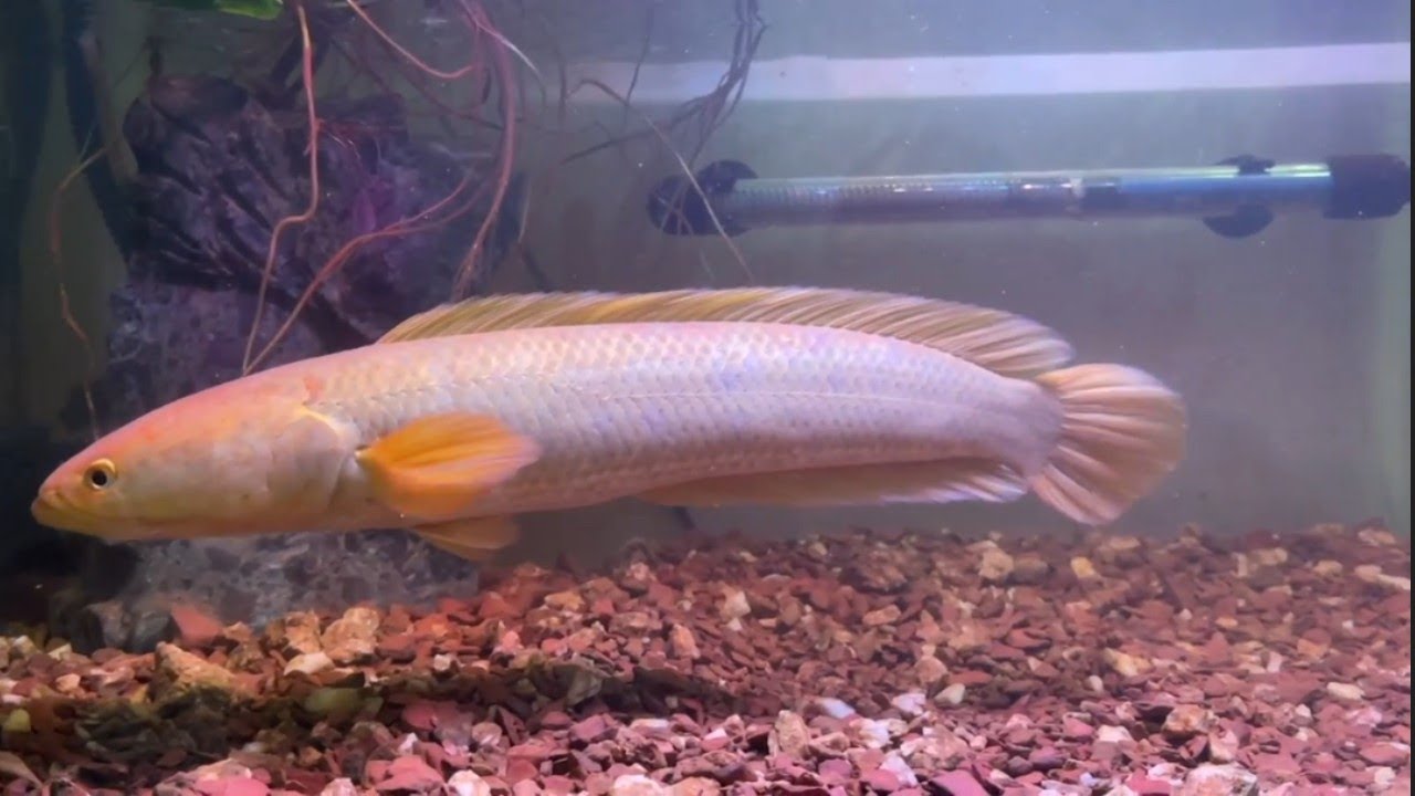Channa Striata Albino