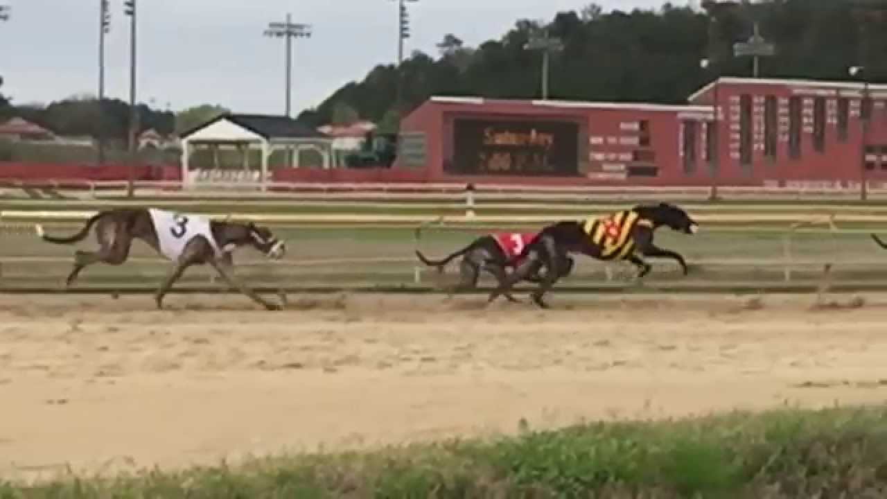 Greyhound races 2015 slow motion - YouTube