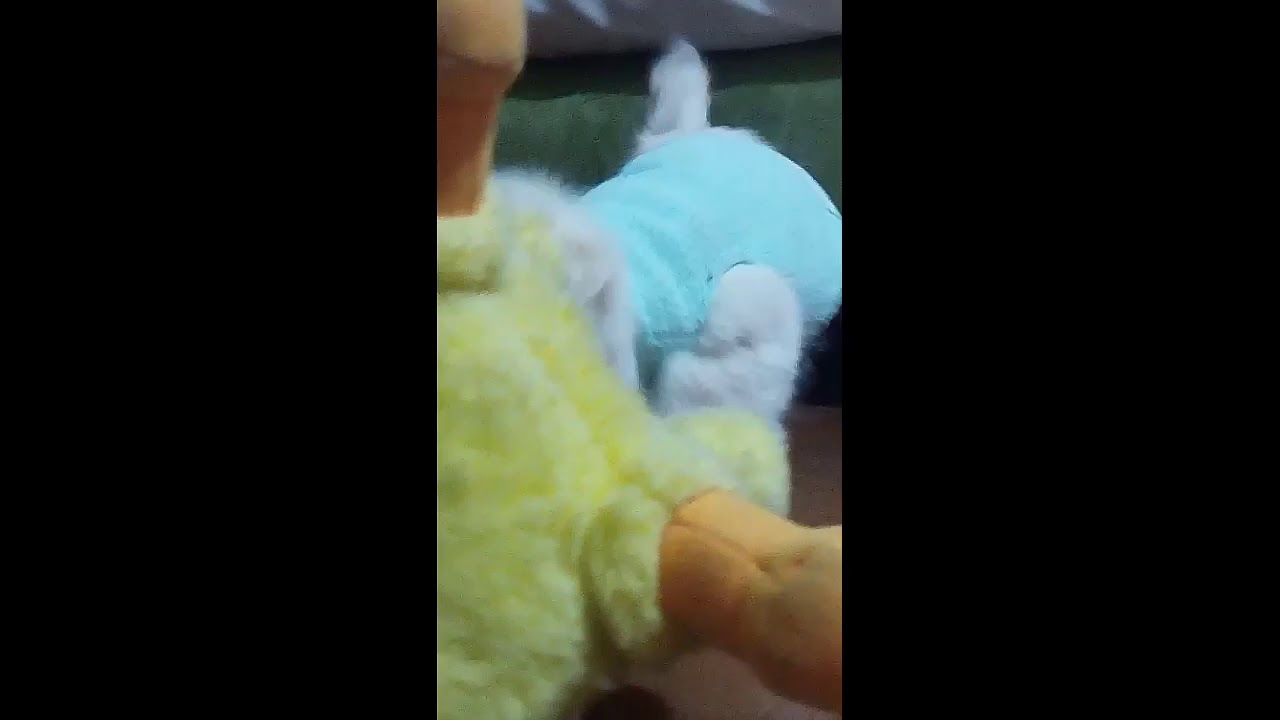 pekinés bebe vs Pato - YouTube