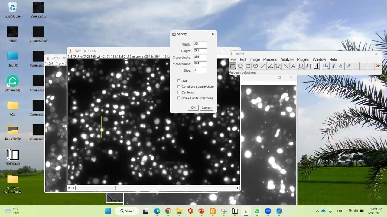 How to cut and merge image with ImageJ software - YouTube