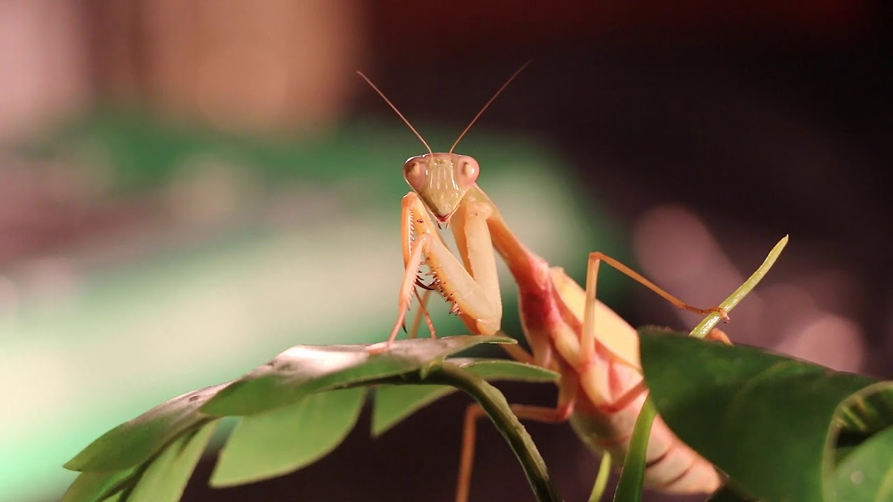 Hierodula venosa Brief Educational Piece - YouTube