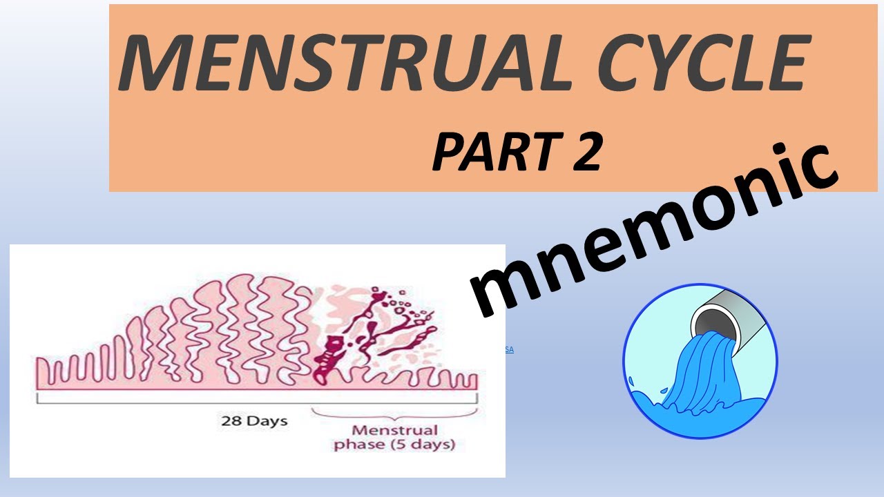 MENSTRUAL CYCLE PART 2 (Mnemonic) - YouTube
