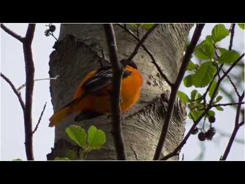 Michigan Critters 050719 - YouTube