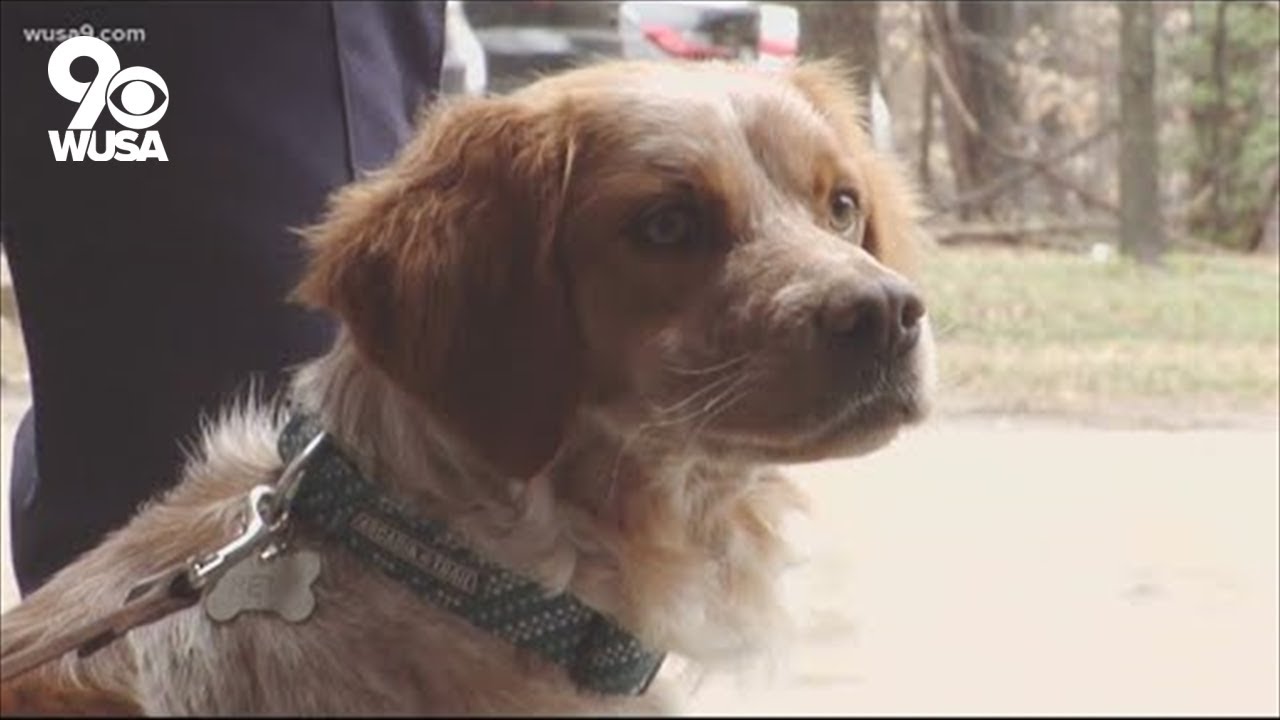 PGPD brings on its newest recruit: An emotional support dog named Pete ...