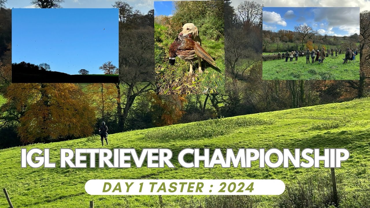 IGL RETRIEVER CHAMPIONSHIPS 2024 : Day 1 Taster at Coombe Estate Devon ...