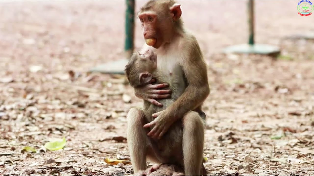 Monkey- Monkey Liza Carry little Monkeyon August4,2022/U-ShareMk..884 ...