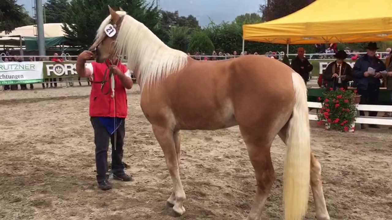 Blitz U Stallone Haflinger Campione Merano 2016 - YouTube