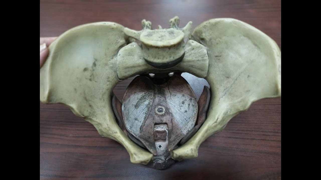 PELVIC GIRDLE + PELVIC DIAPHRAGM | ANATOMY MODEL - YouTube