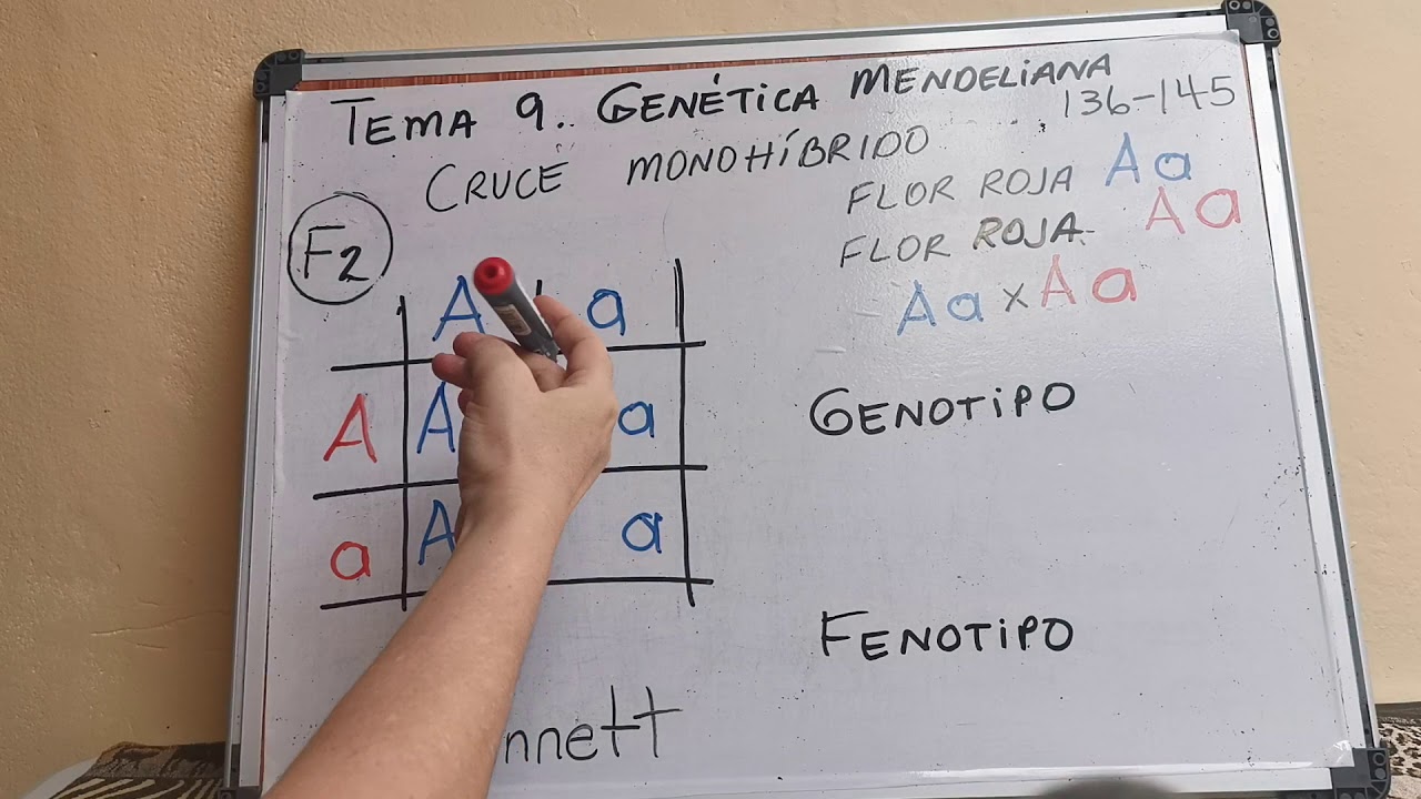 Genética mendeliana - Cruce monohíbrido (II) - YouTube