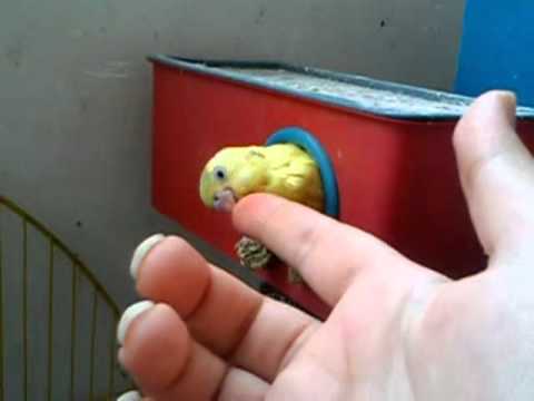 man va juju morgh eshgh.avi - YouTube