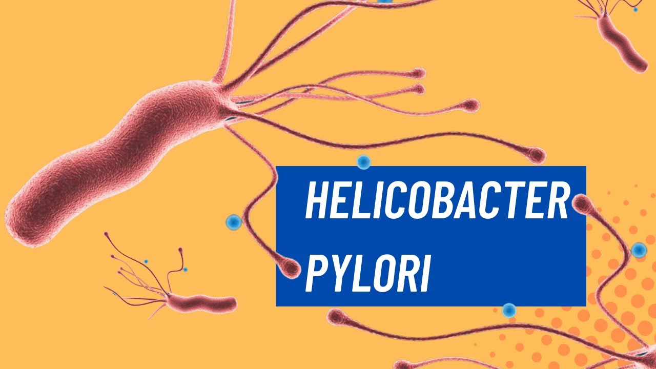 ¿Qué es el Helicobacter pylori? - YouTube