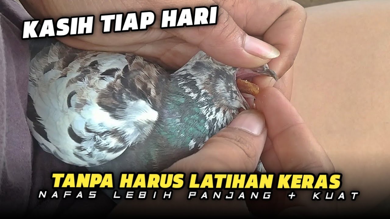 Cara Membuat Badan Merpati Ringan: Tips dan Teknik yang Efektif Cara Membuat Badan Merpati Ringan: Tips dan Teknik yang Efektif