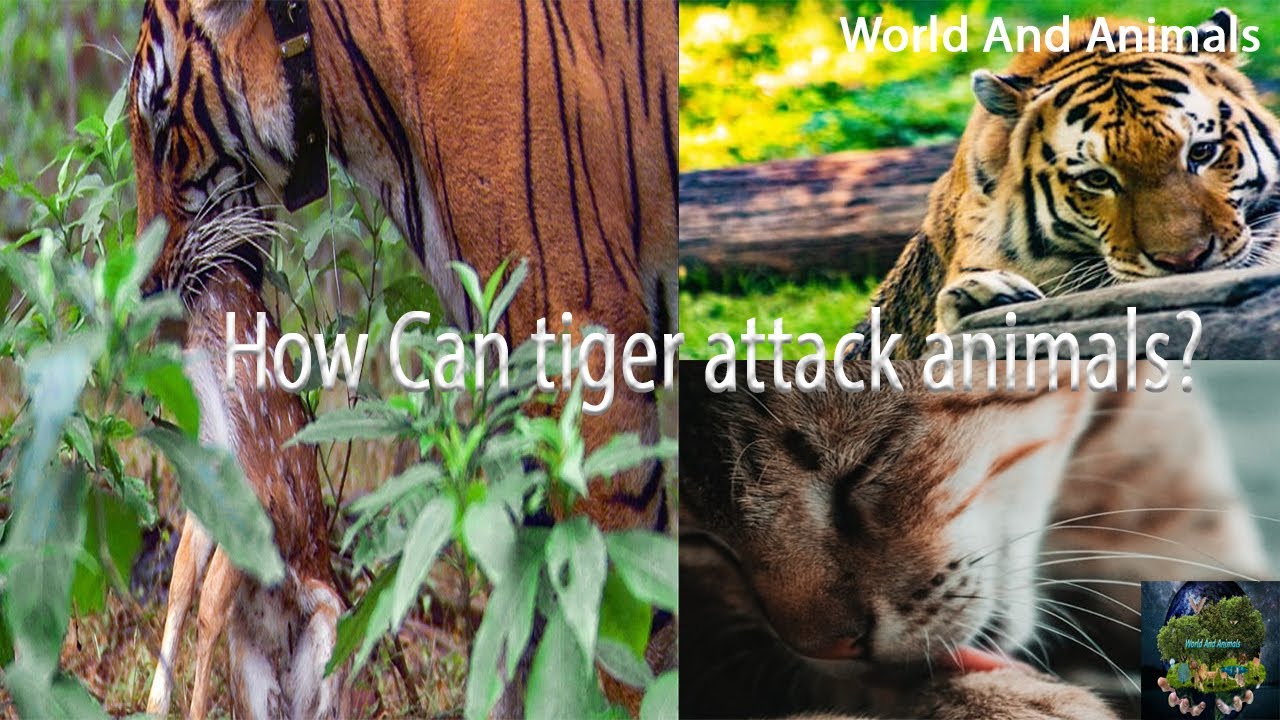 How can Tiger attack animals? EP 02 World And Animals - YouTube