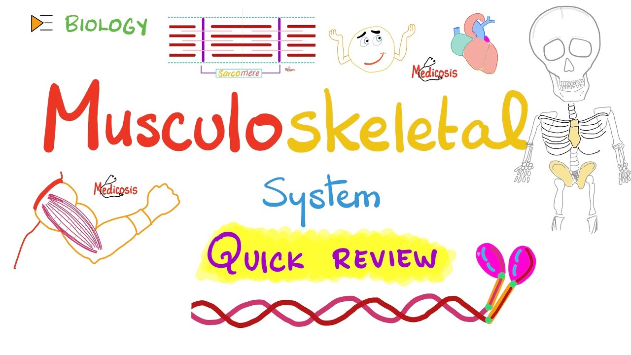 Review Of Musculoskeletal System Bones Muscles Biology Lecture