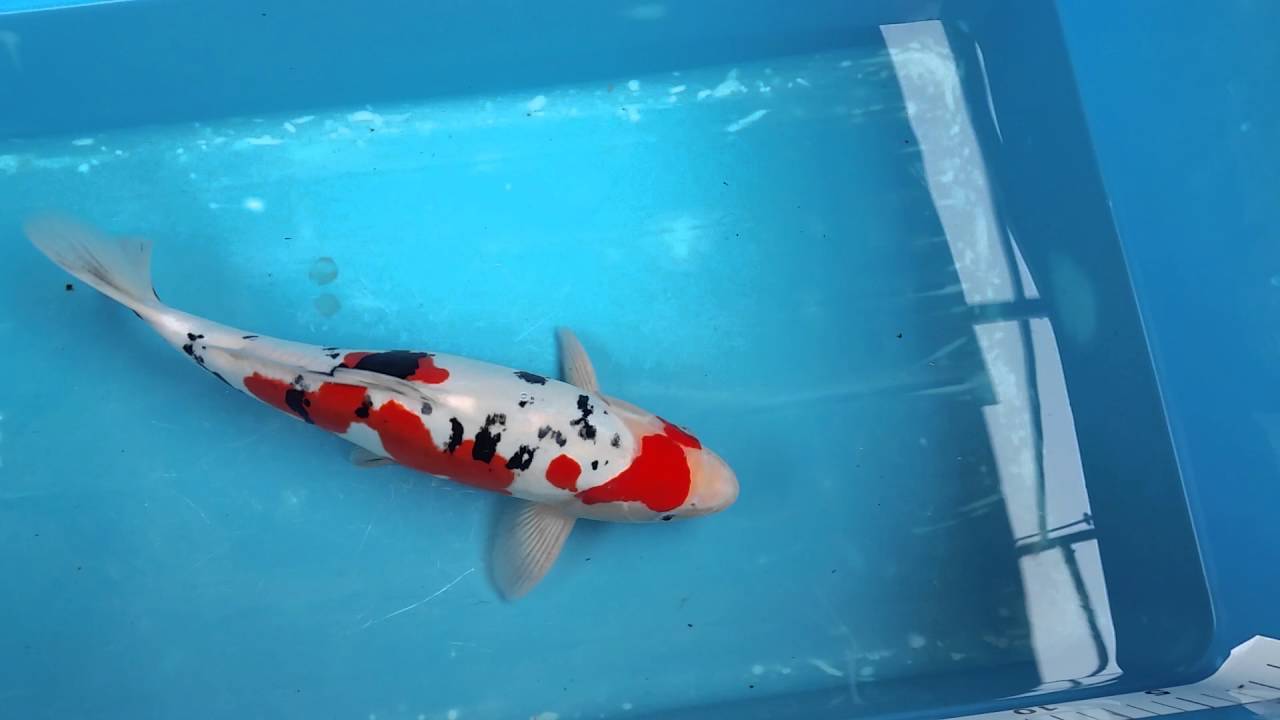 16" Doitsu Sanke Koi Carp fish for sale @ love aquatics - YouTube
