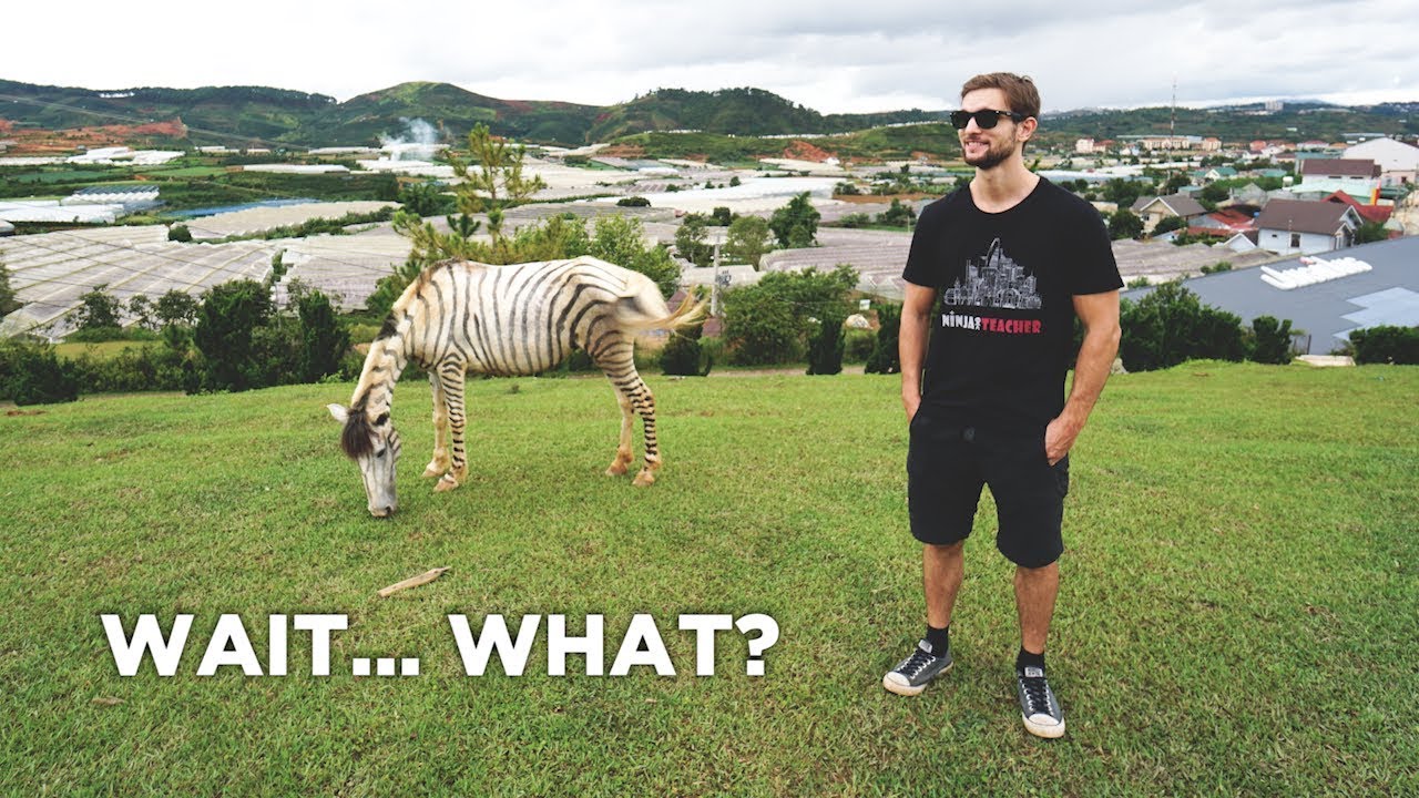 Found A Zebra In Vietnam?! Strawberry Farms of Da Lat - YouTube