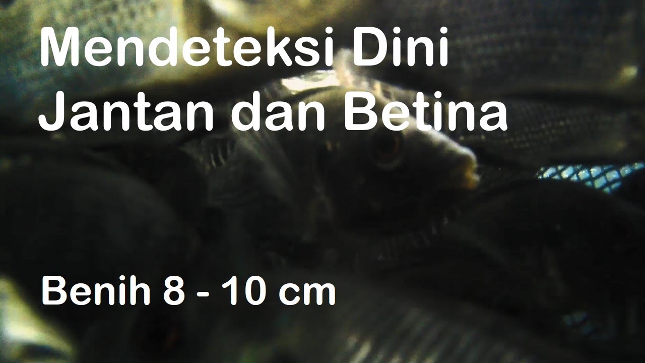 Perbedaan Ikan Nila Jantan Dan Betina Youtube